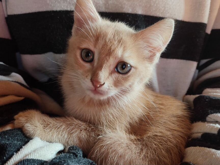 Рыжая кошечка хочет домой