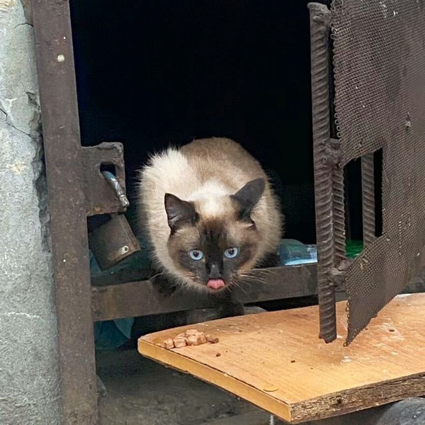 Кот в добрые руки