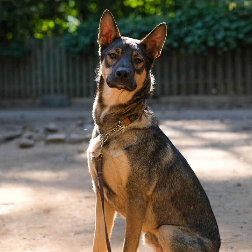 Метис овчарки