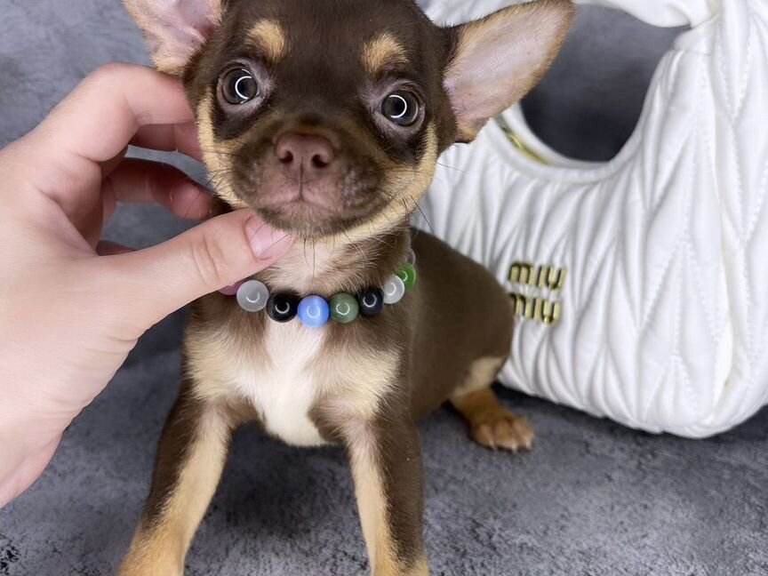 Чихуахуа шоколадный мальчик