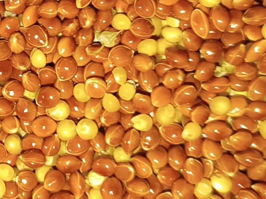 Просо корм для грызунов, птиц и попугаев