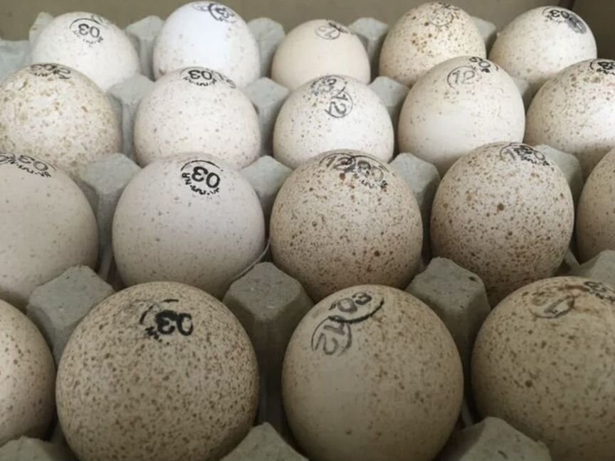 Инкубационное яйцо индейки хайбрид конвертер