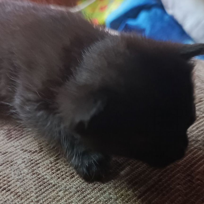 Котёнок от частного владельца