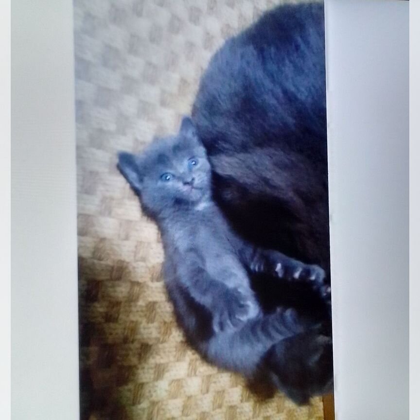 Британский короткошёрстный котёнок