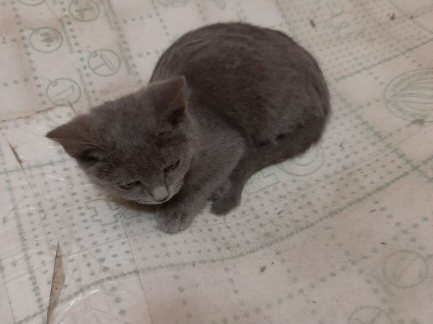 2 котёнка ищут дом. Помогите найти хозяев