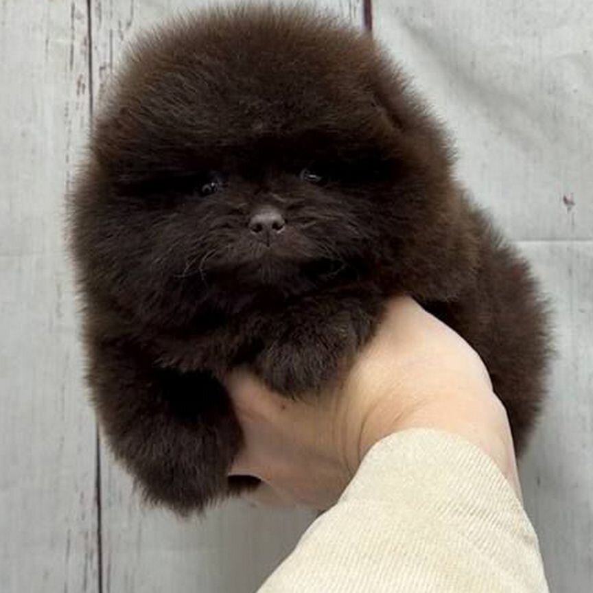 Померанский шпиц, щенок