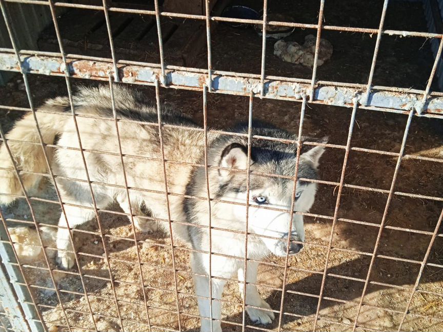 Хаски в добрые руки