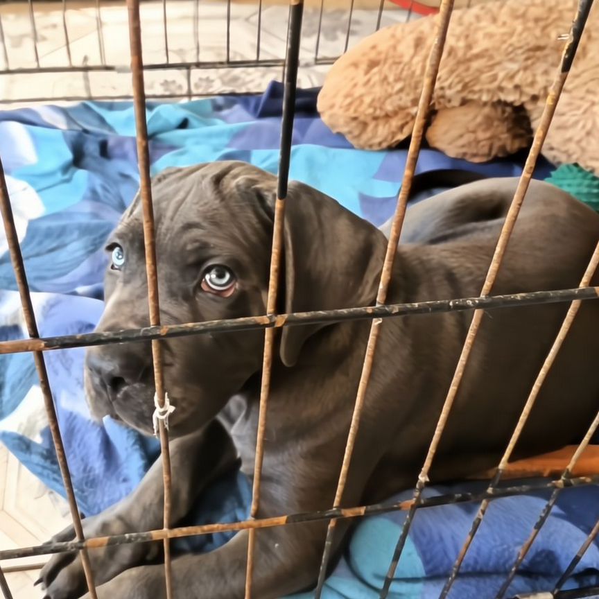 Кане-корсо, щенок