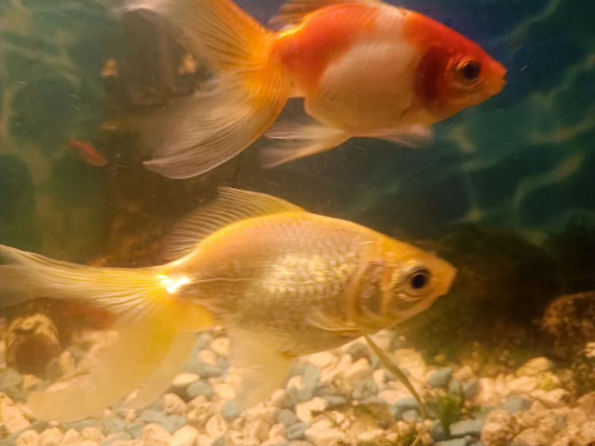 Золотая рыбка