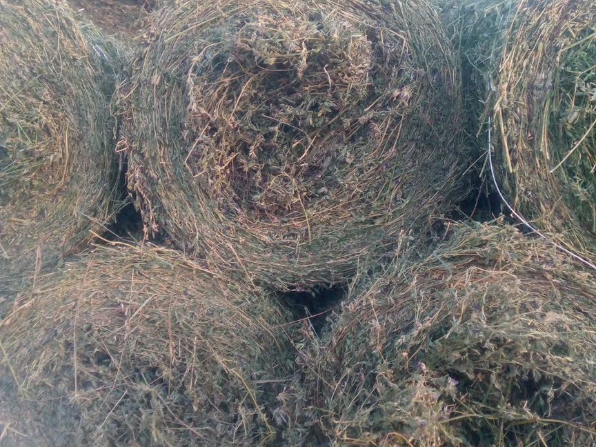 Сено люцерны в рулонах