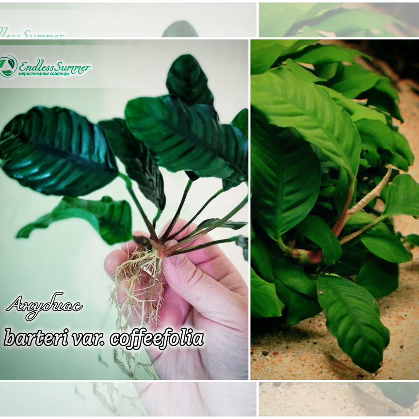 Буцефаландры и анубиасы для аквариума