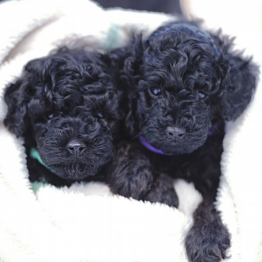 Той-пудель, щенок