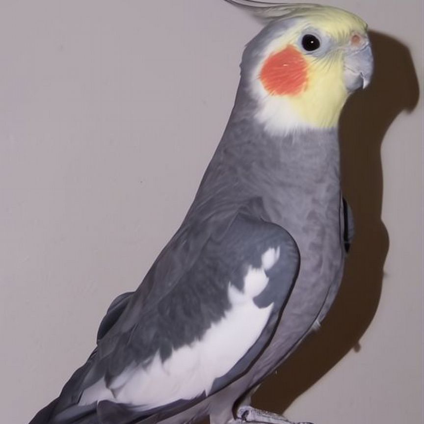 Попугай корелла