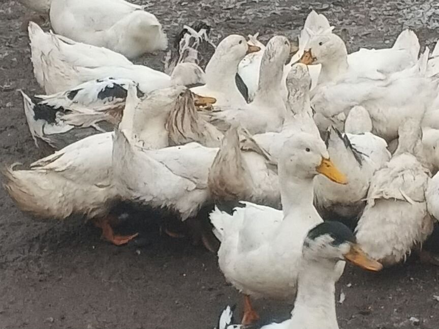 Утки Агидель