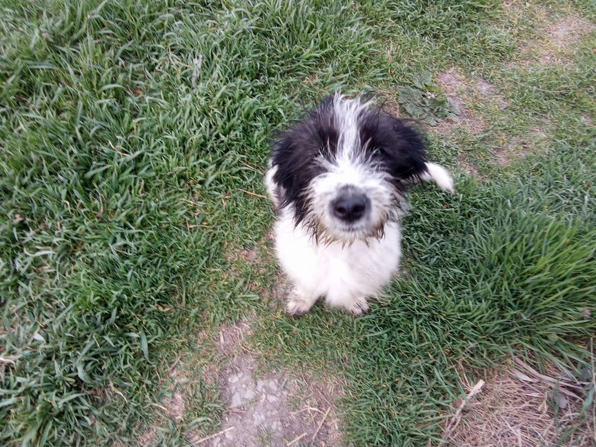 Собака в добрые руки отдам бесплатно