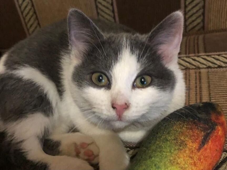 Кошечка Лисичка в дар