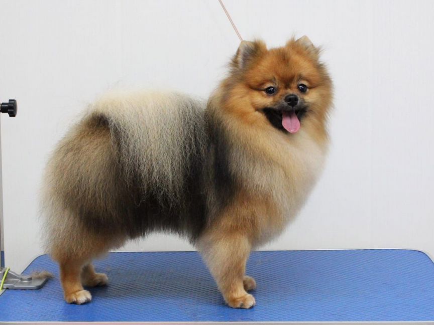 Шпиц в поиске любви