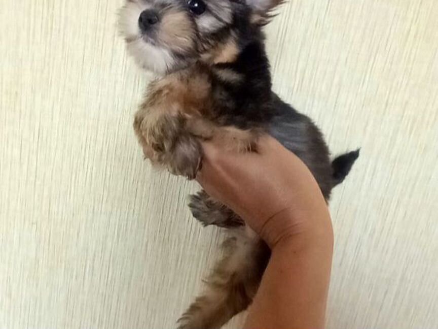 Йоркширский терьер девочка mini baby face