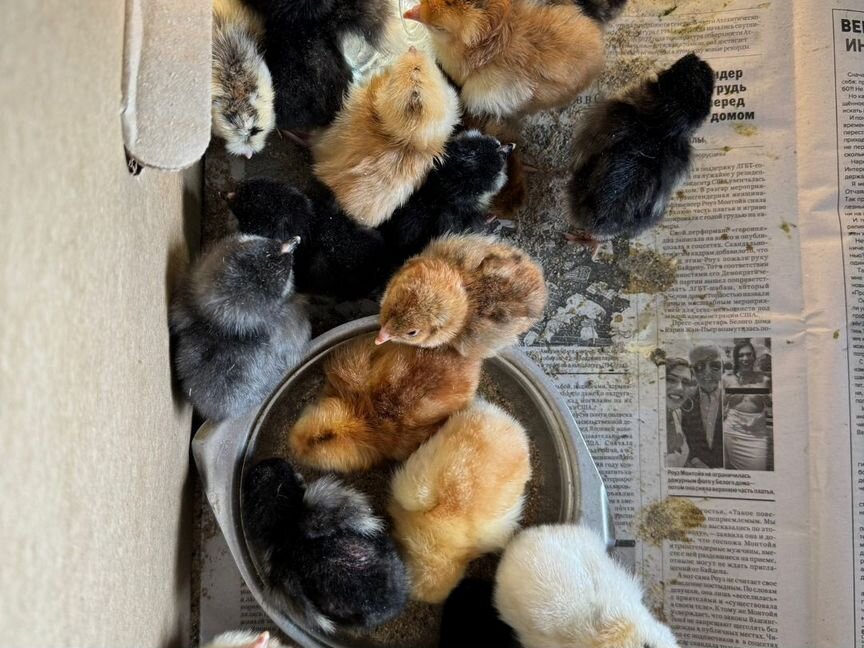 Цыплята помесные