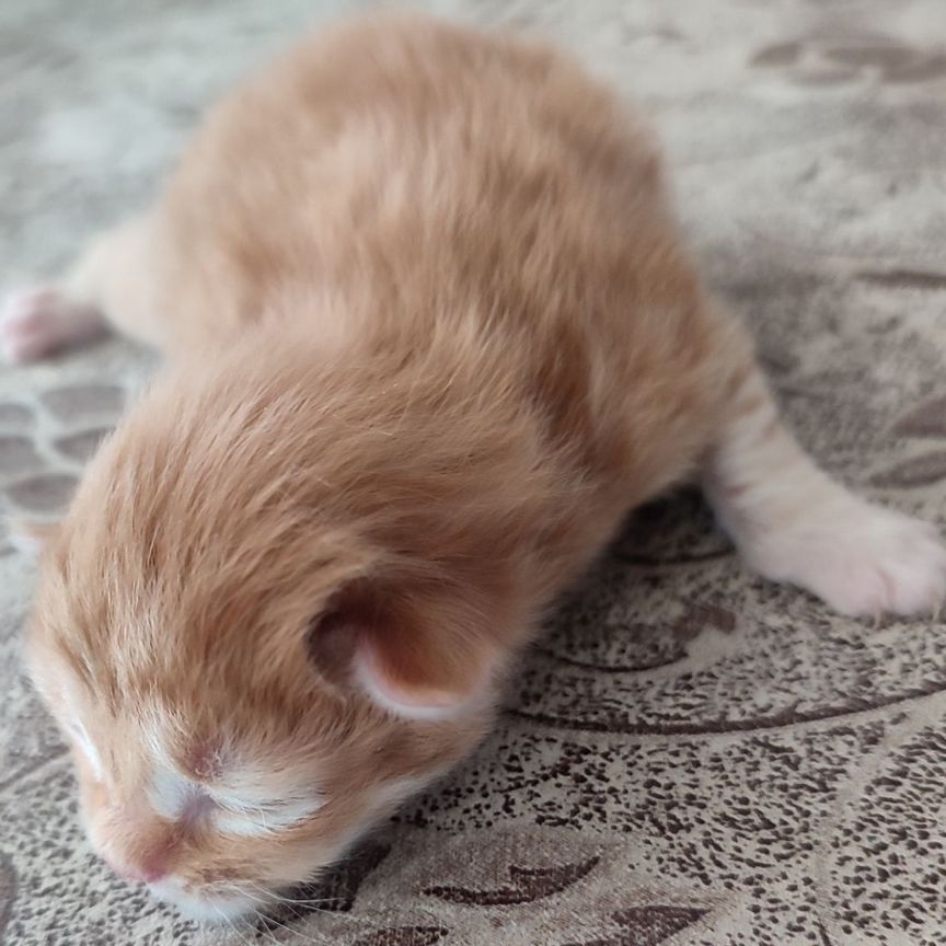 Котята дурачата