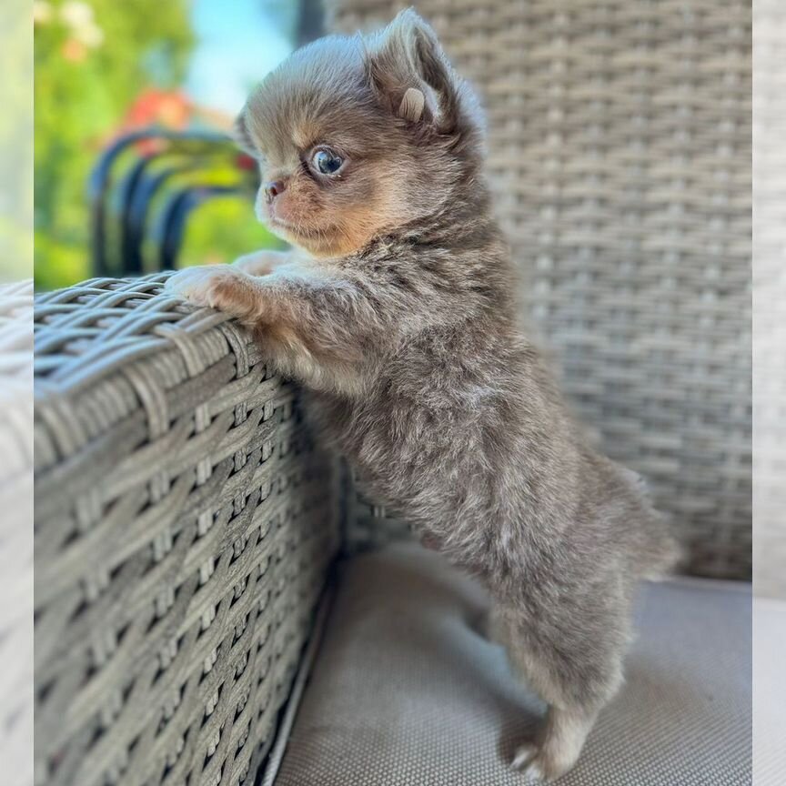 Эксклюзивный Барин