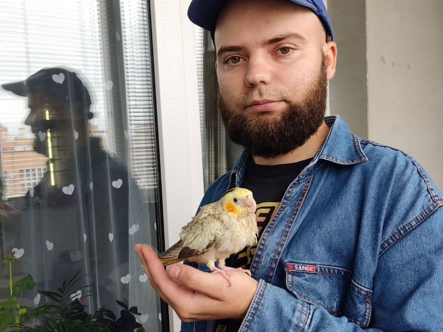 Попугай корелла птенец 2 месяца