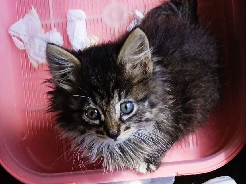Котёнок домовёнок полосатик мальчик 2 мес