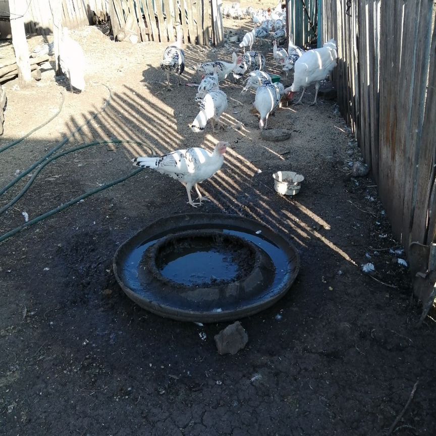 Индюки живым весом