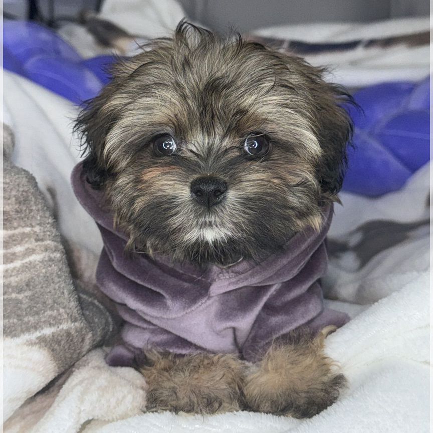 Девочка русской цветной болонки