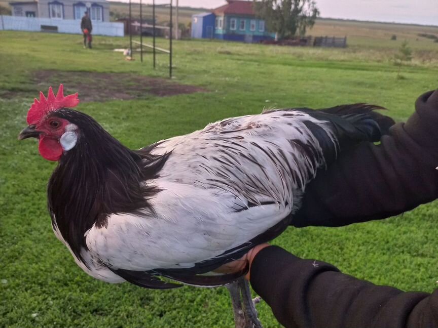 Молодые петушки, Лакенфельдер