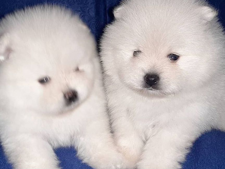 Щенки шпица