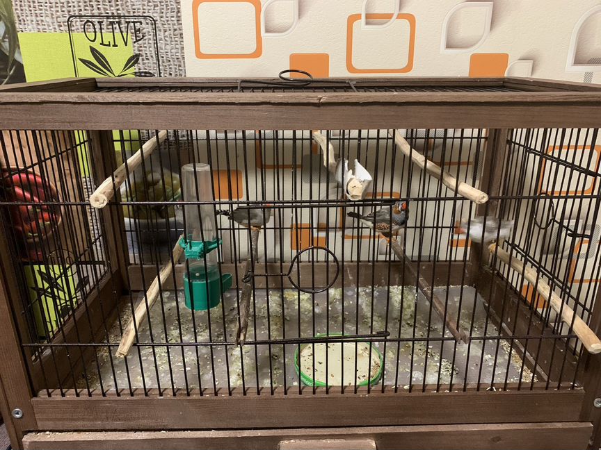 Амадины с клеткой