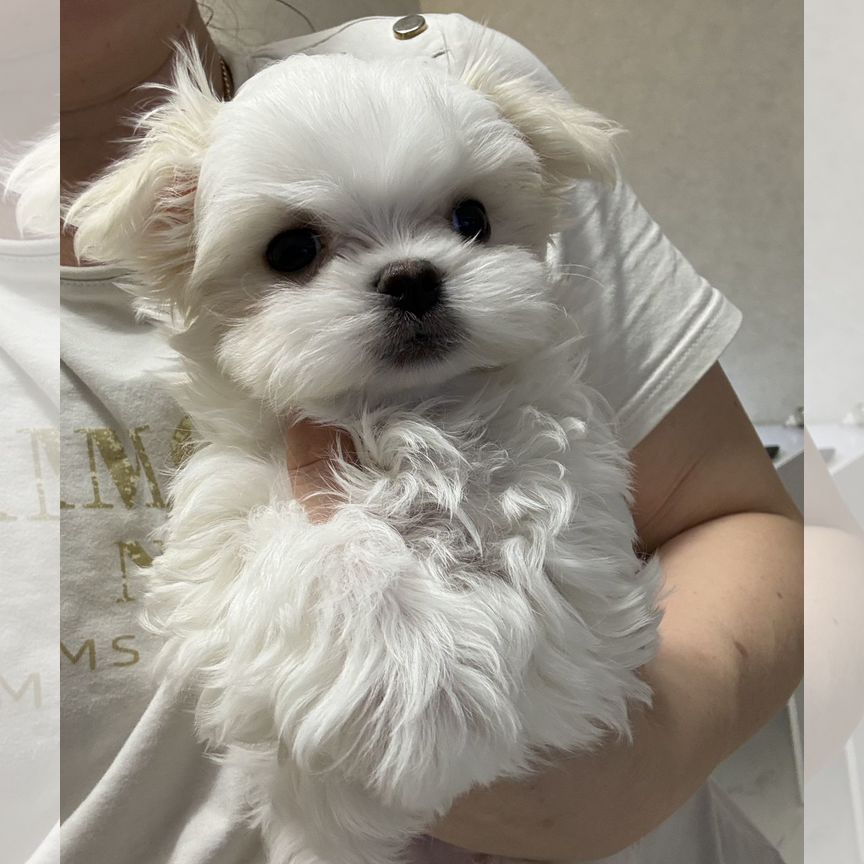 Мальтийская болонка, щенок