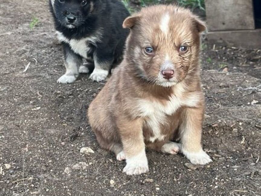 Щенки помесь хаски