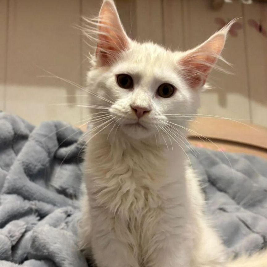 Мейн-кун полидакт девочка