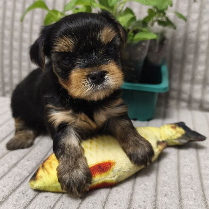 Йоркширский терьер, щенок