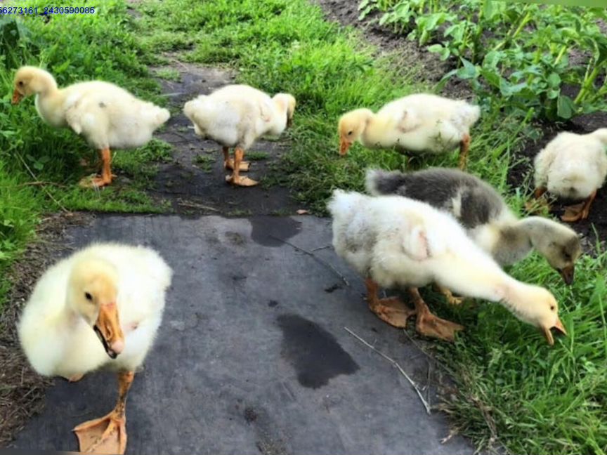 Гусята (Арт.15081)