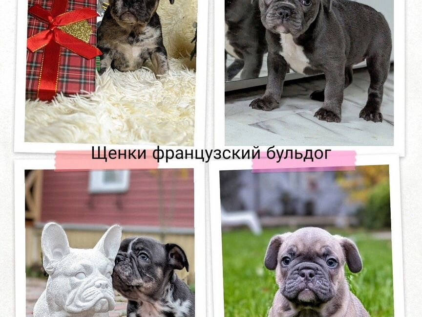 Маленькие цветные французики