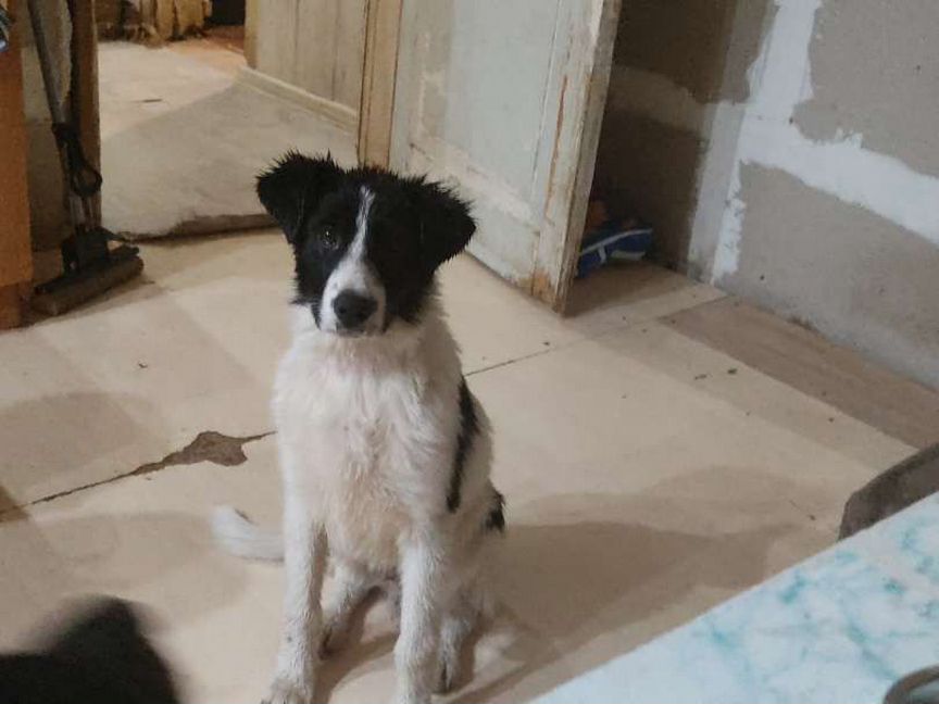 Собака в добрые руки