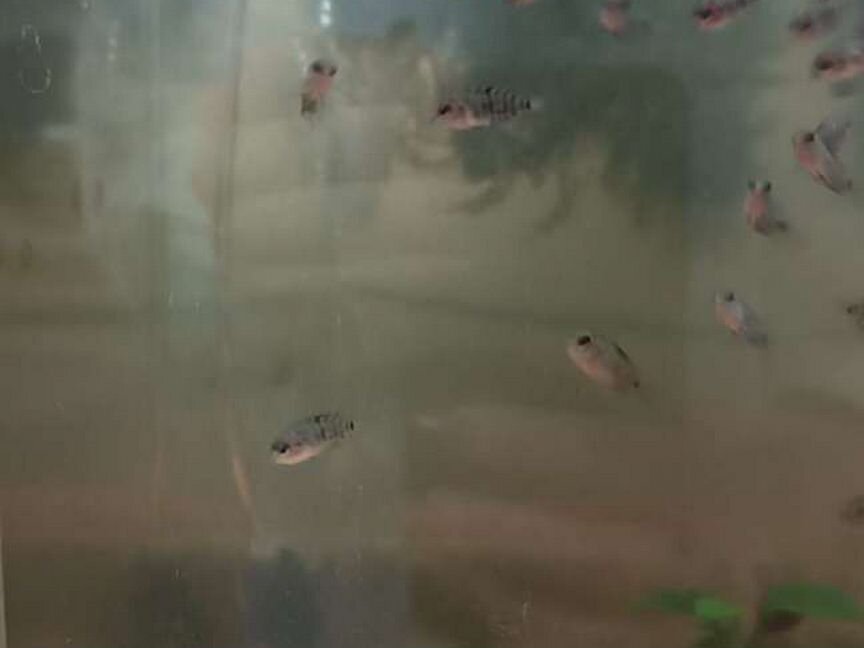 Рыбки акары, чернополосые, нанокары