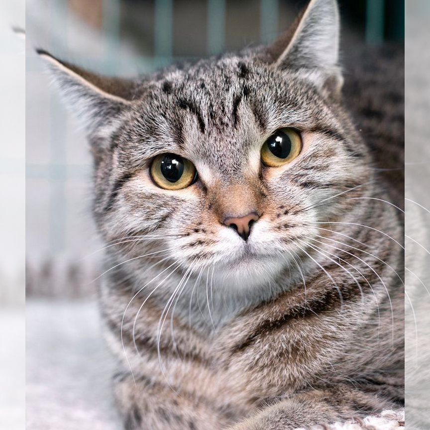 Британский короткошёрстный котёнок