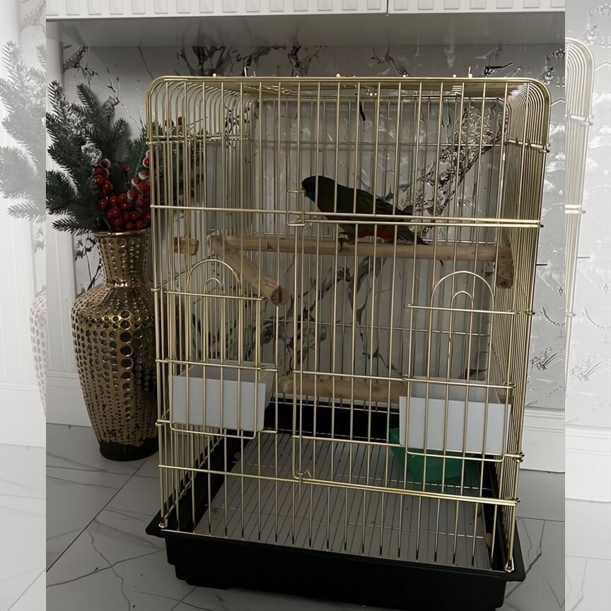 Попугай розелла