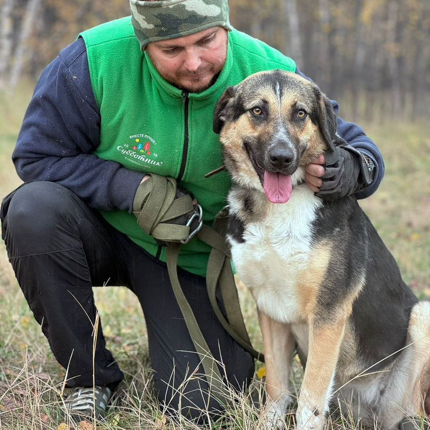 Собака Донна ждет семью в приюте
