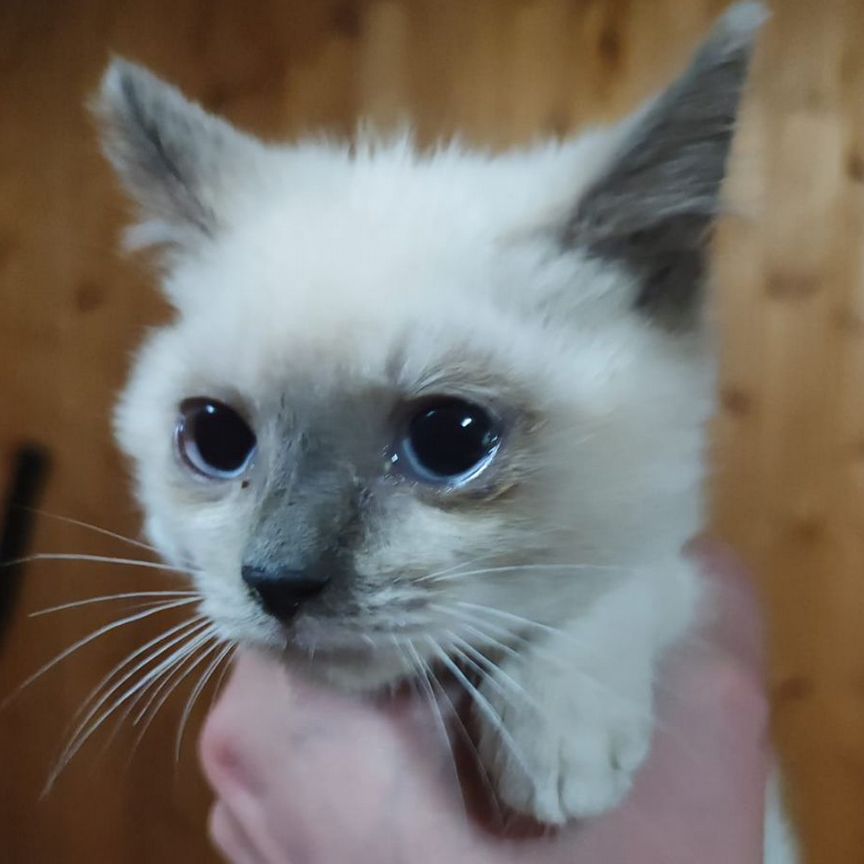 Котенок