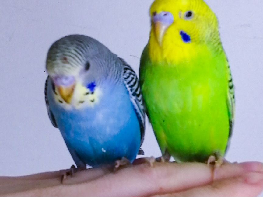 Волнистый попугай малыши, Амадины, ручные горлицы