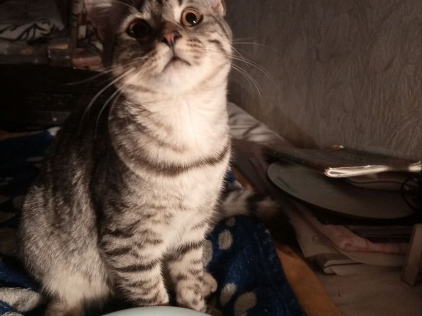 Ласковый шотландский метис