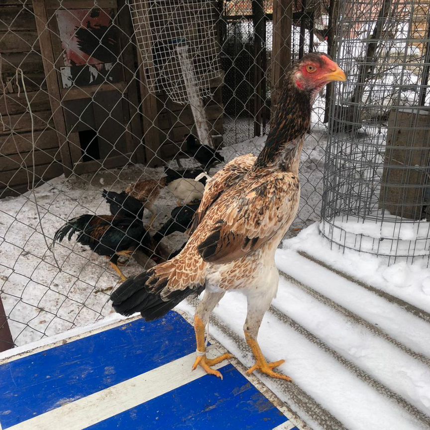 Бойцовая птица