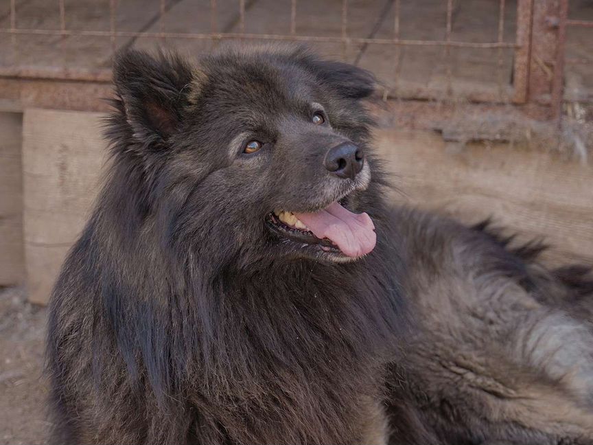 Собака в добрые руки