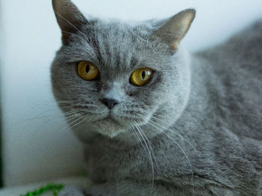 Британская