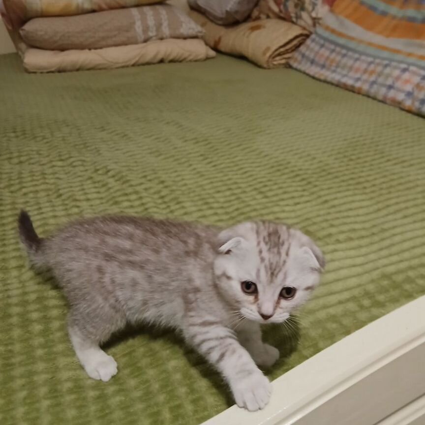 Шотландский вислоухий короткошёрстный котёнок
